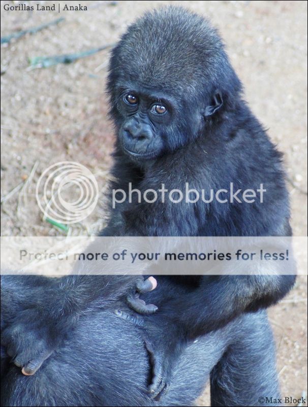 Gorillas Land | Anaka