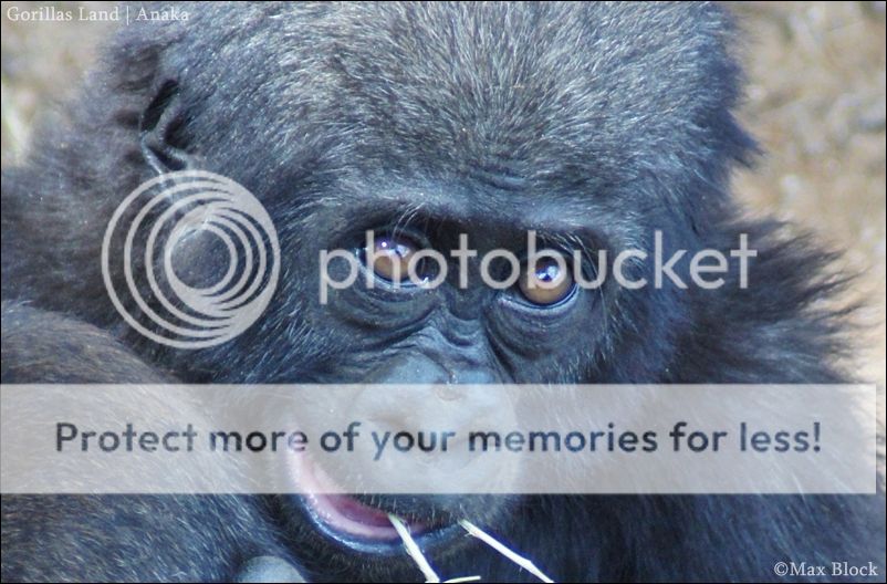 Gorillas Land | Anaka